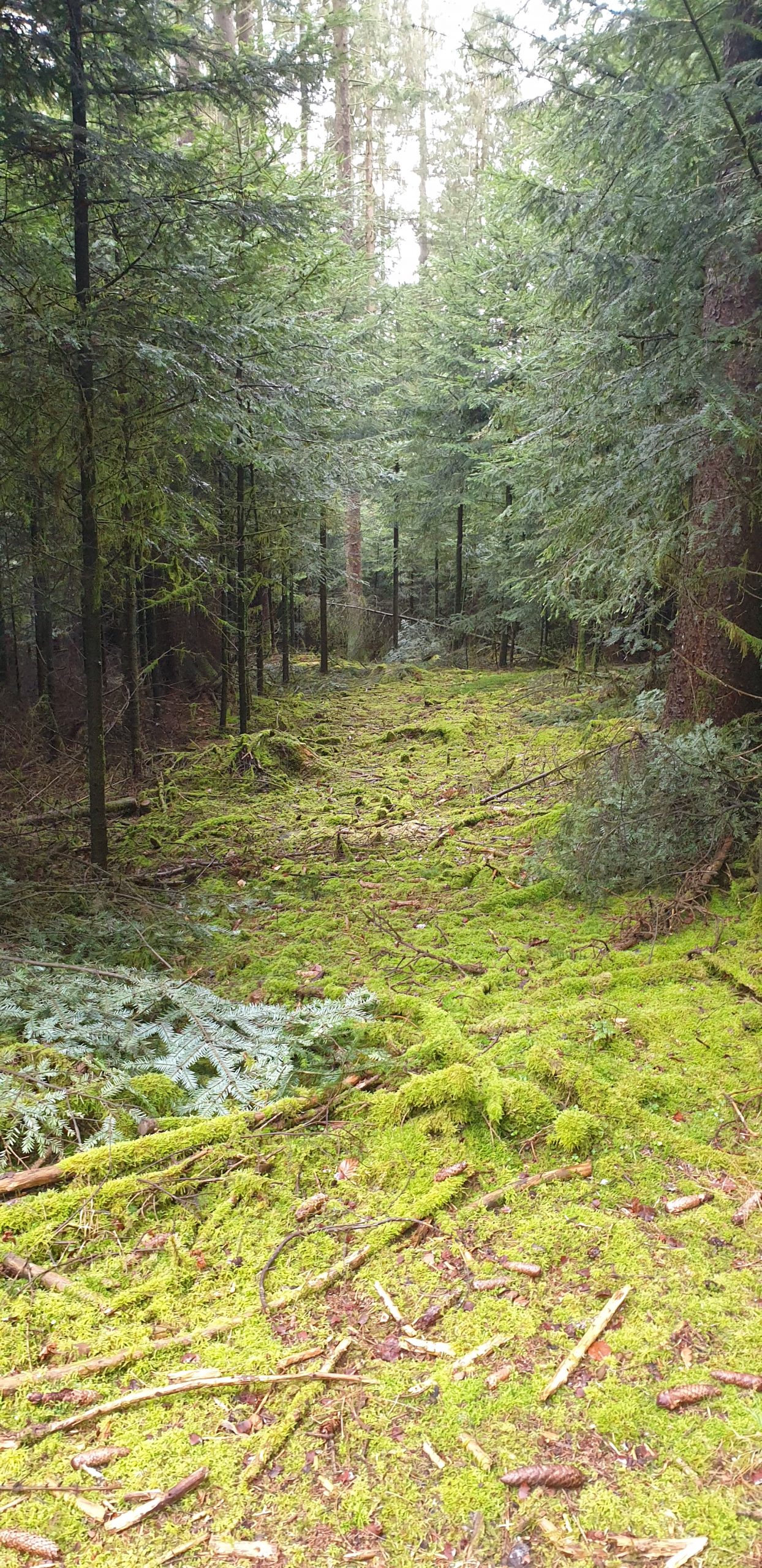 QuanTagoN – Homepage of Tobias Sutter